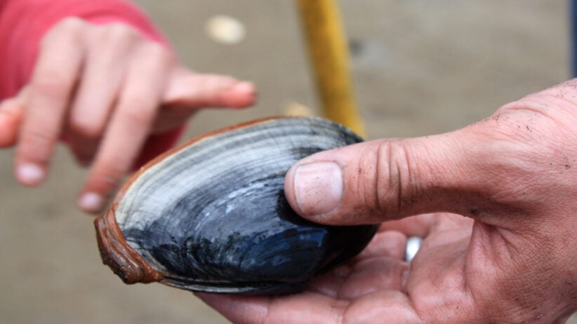 Everyone Can Clam on the Oregon Coast - Travel Oregon