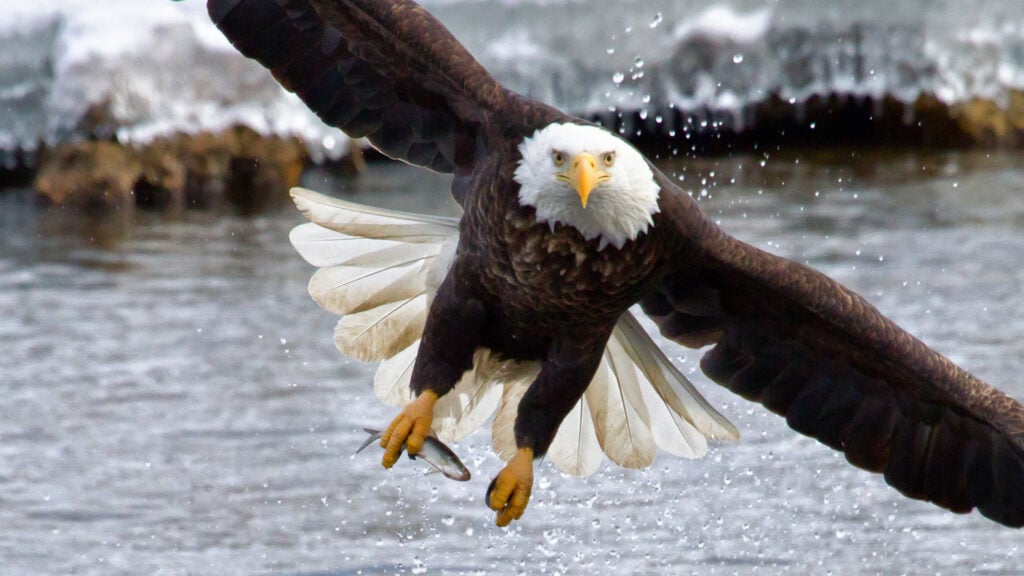 Guide to Eagle Watching in the Columbia Gorge - Travel Oregon