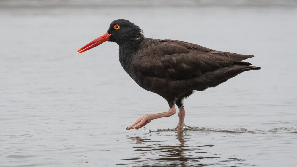 How to Spot Winter Wildlife at the Oregon Coast - Travel Oregon