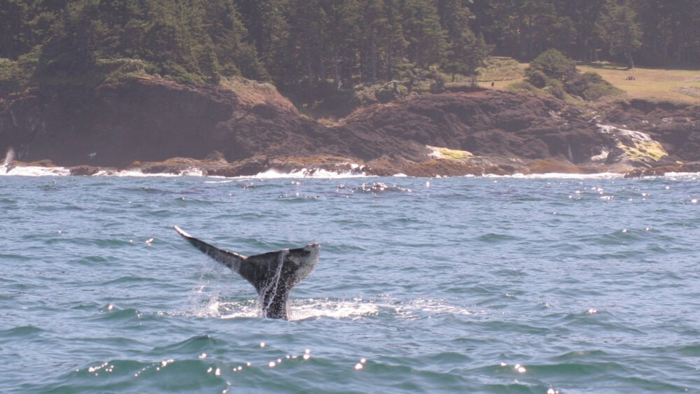 How to Spot Winter Wildlife at the Oregon Coast - Travel Oregon