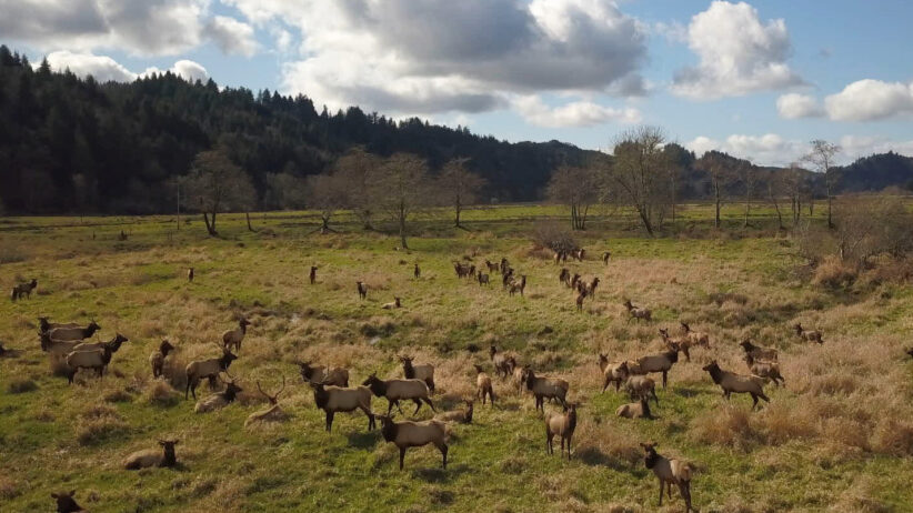 How to Spot Winter Wildlife at the Oregon Coast - Travel Oregon