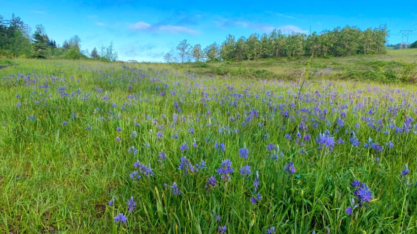 10 Easy Wildflower Walks in Oregon - Travel Oregon