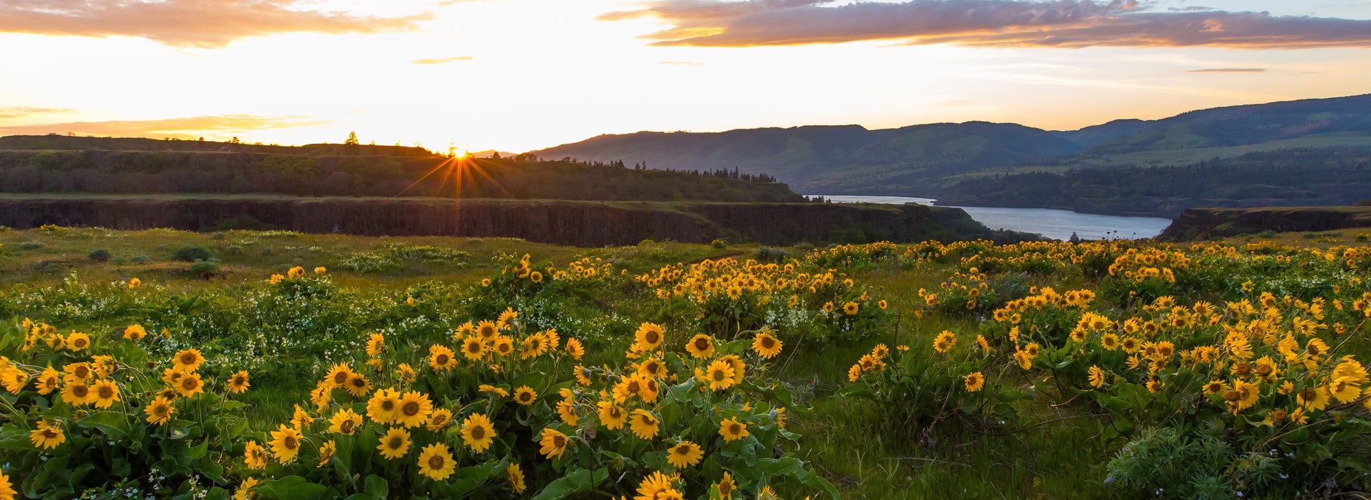 10 Easy Wildflower Walks in Oregon - Travel Oregon