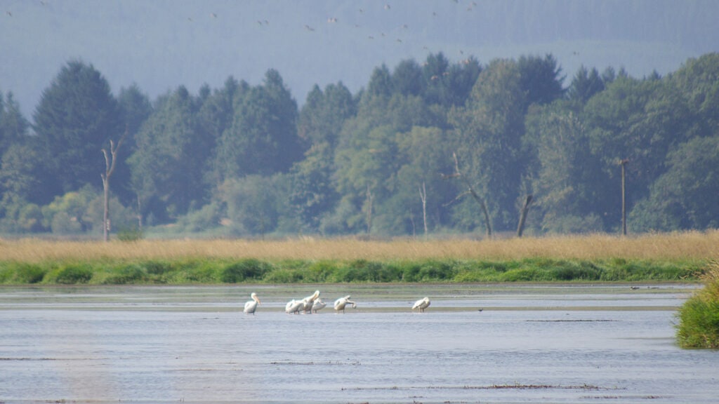 4 Tips to Start Birding in Oregon - Travel Oregon