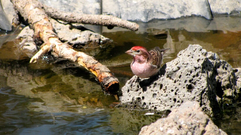 4 Tips to Start Birding in Oregon - Travel Oregon