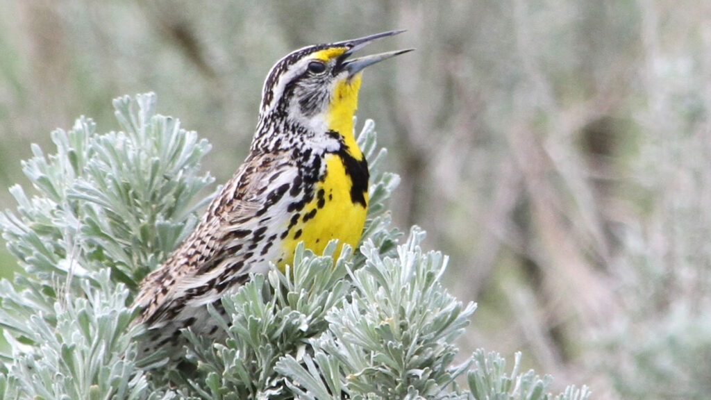 4 Tips to Start Birding in Oregon - Travel Oregon