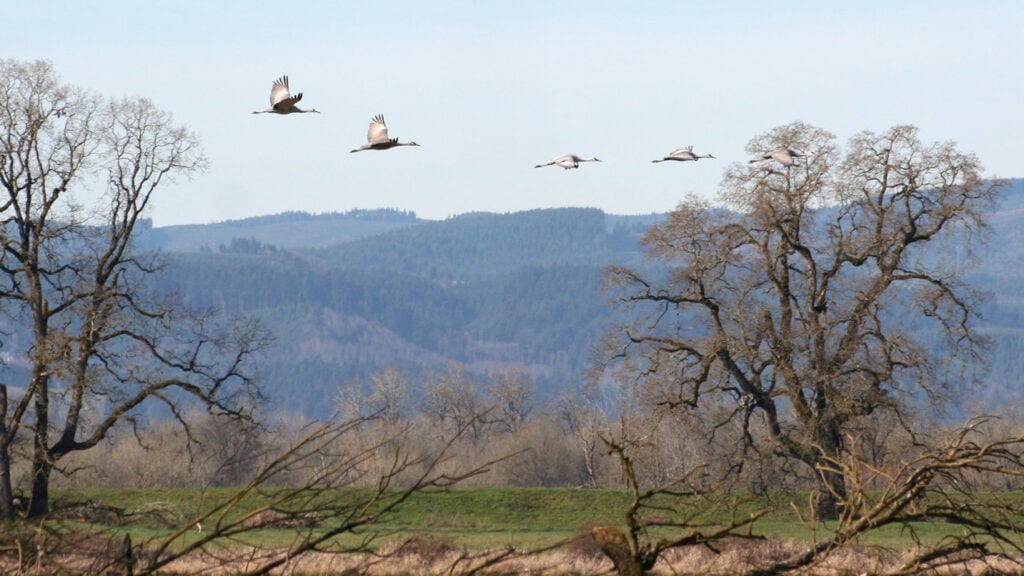 4 Tips to Start Birding in Oregon - Travel Oregon