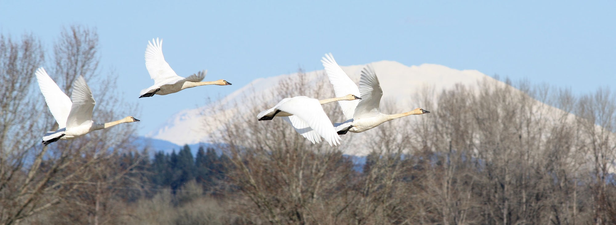 4 Tips to Start Birding in Oregon - Travel Oregon