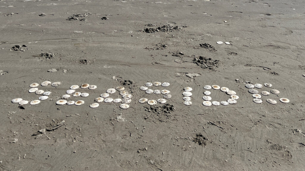 How to Find Whole Sand Dollars in Seaside - Travel Oregon