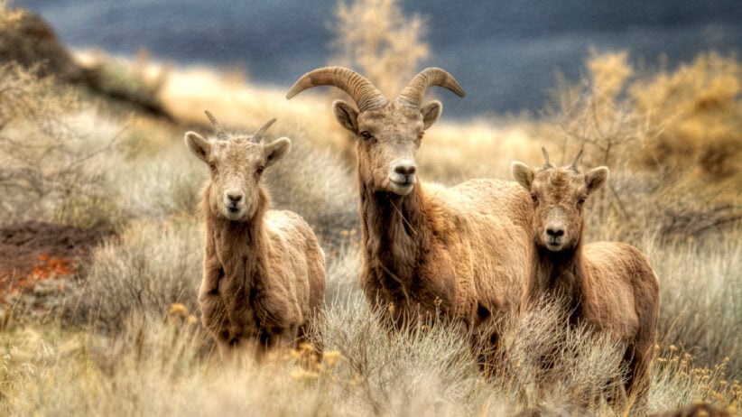 Road Trip: Plush - Travel Oregon