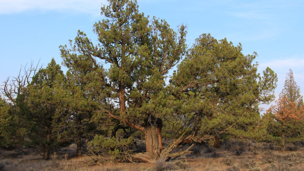 Off-the-Beaten-Path Road Trips on Oregon’s State Scenic Corridors ...
