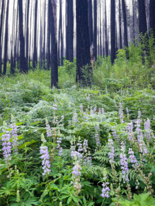Top Tips for Summer Backpacking in the Columbia River Gorge - Travel Oregon