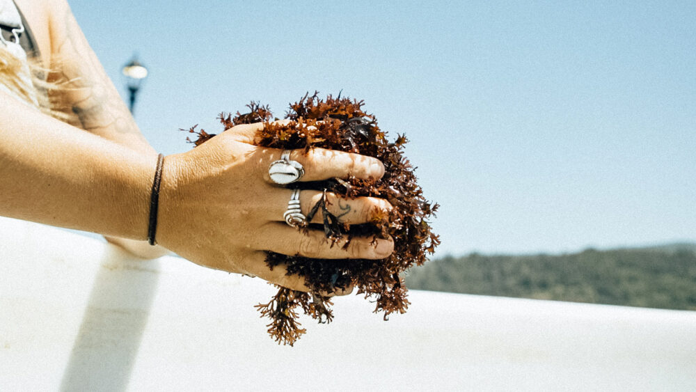 Oregon’s Edible Seaweed Revolution - Travel Oregon
