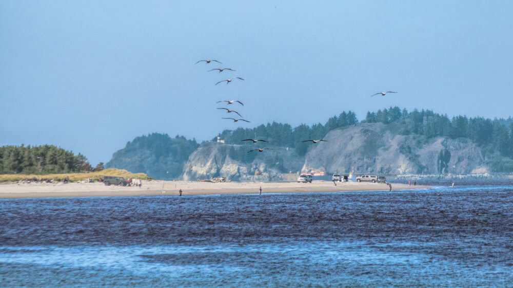 Beginner’s Guide to Spotting Oregon Coast Seabirds - Travel Oregon