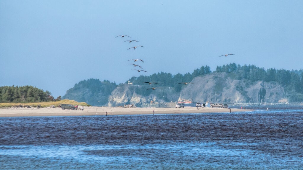 Beginner’s Guide to Spotting Oregon Coast Seabirds - Travel Oregon