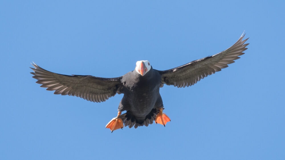 Beginner’s Guide to Spotting Oregon Coast Seabirds - Travel Oregon