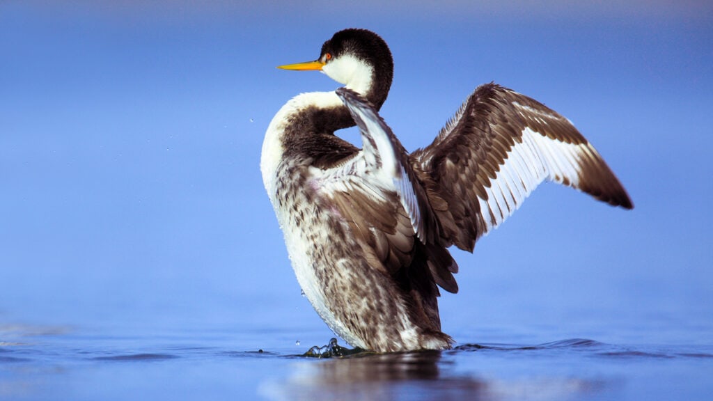 Beginner’s Guide to Spotting Oregon Coast Seabirds - Travel Oregon