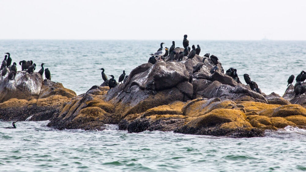 Beginner’s Guide to Spotting Oregon Coast Seabirds - Travel Oregon