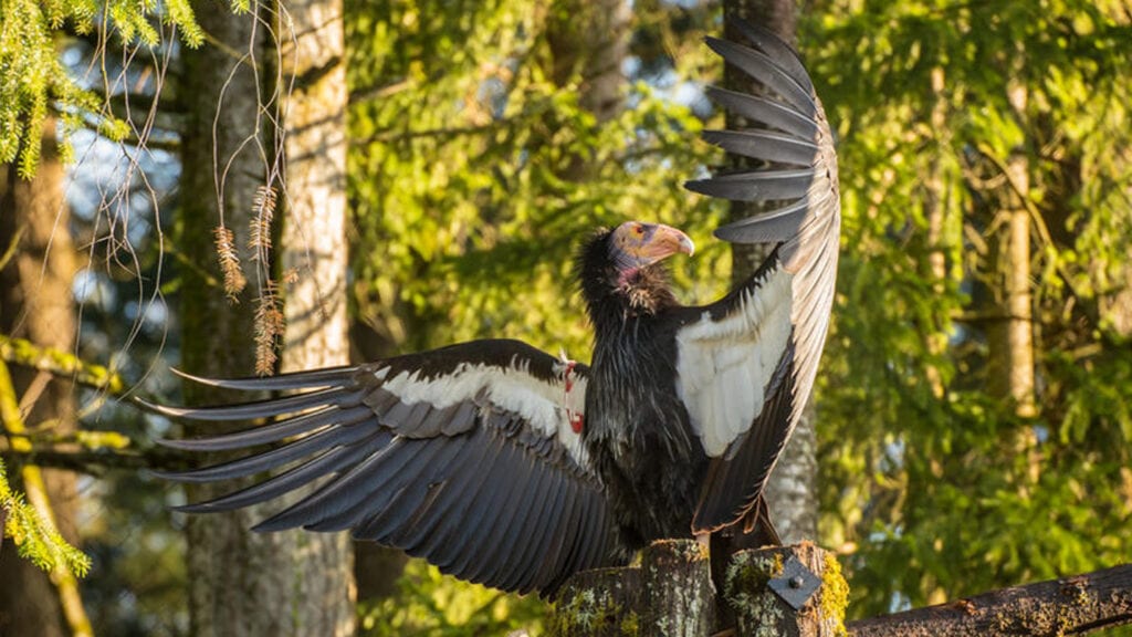 How to Spot Butterflies, Condors, Turtles and Sea Otters at the Oregon ...