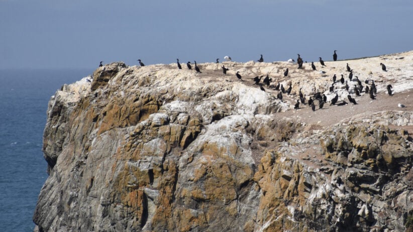 Beginner’s Guide to Spotting Oregon Coast Seabirds - Travel Oregon