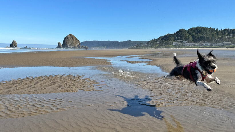12 Sunny Dog Spots in Oregon - Travel Oregon