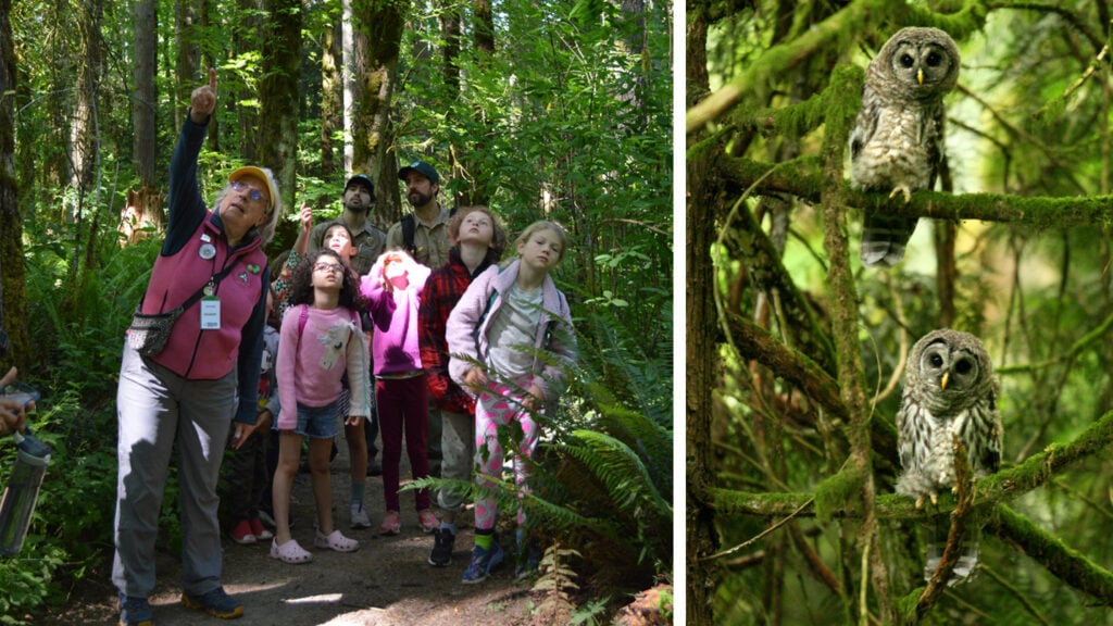 Take a Guided Owl Hike in Portland - Travel Oregon