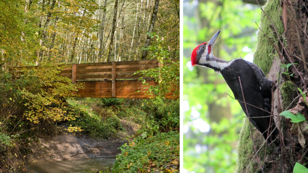 Take a Guided Owl Hike in Portland - Travel Oregon