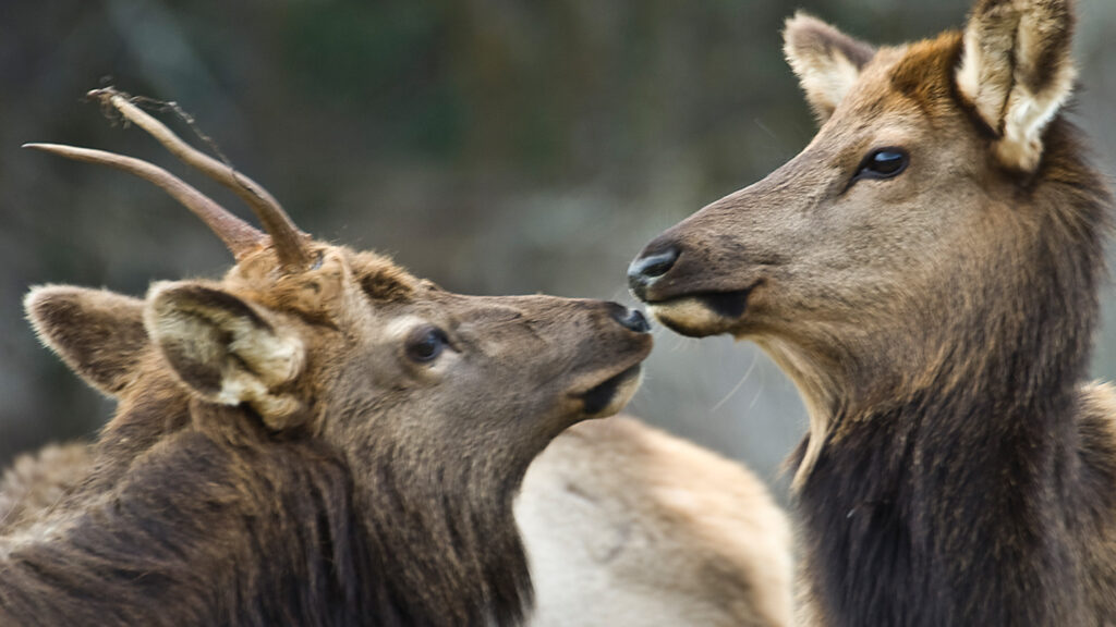 Where to See Oregon’s Wildlife Migrations - Travel Oregon