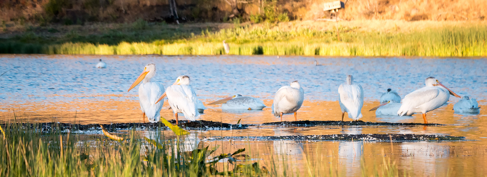Where to See Oregon’s Wildlife Migrations - Travel Oregon