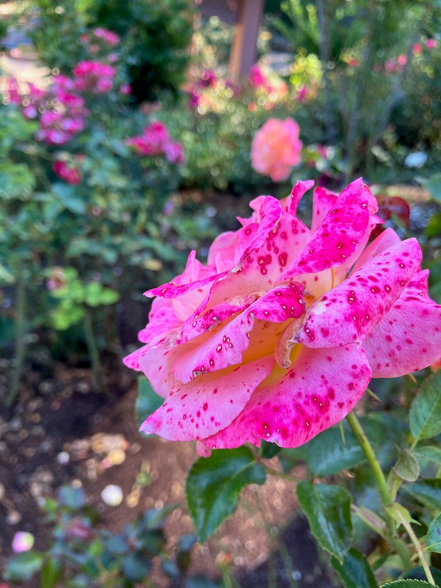 International Rose Test Gardens - Travel Oregon