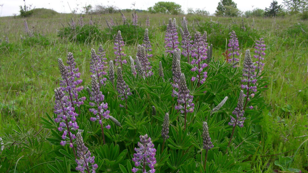 Meet Oregon’s Rare Blue Butterflies - Travel Oregon