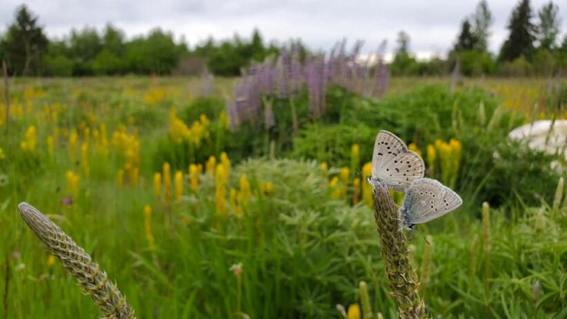 Meet Oregon’s Rare Blue Butterflies - Travel Oregon