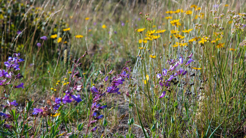 Spring Wildflowers in the Illinois River Valley - Travel Oregon
