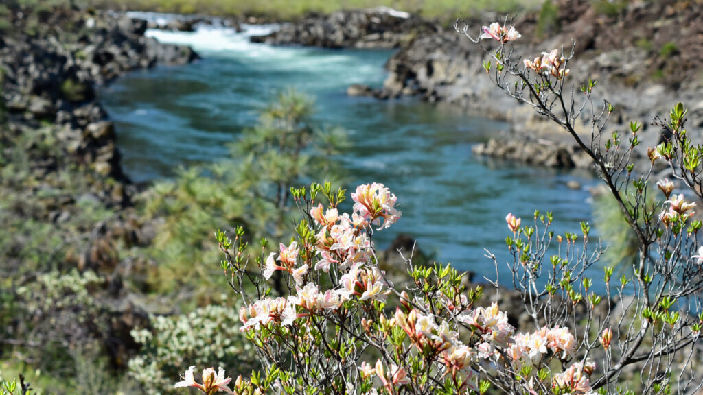 Spring Wildflowers in the Illinois River Valley - Travel Oregon