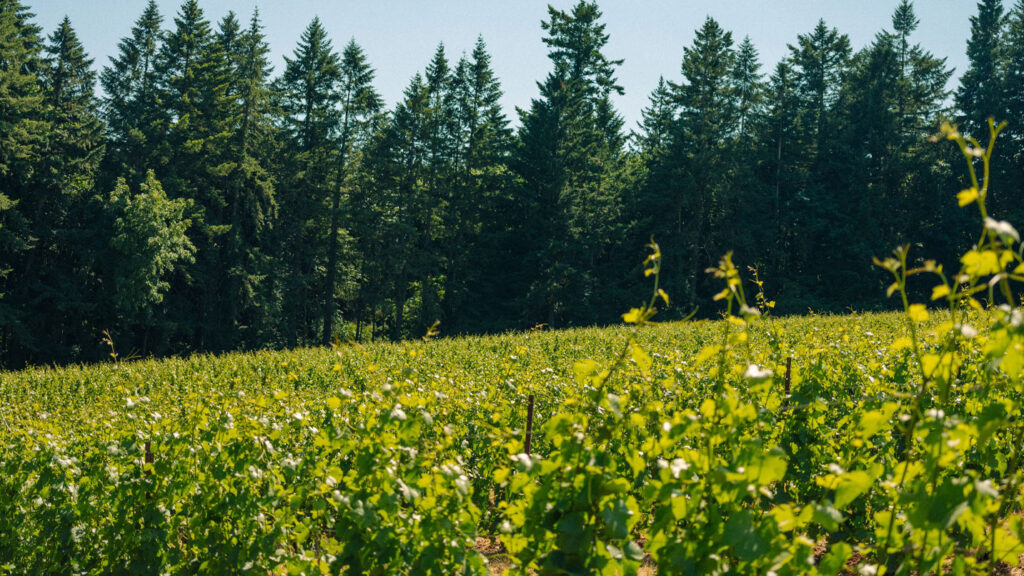 An Unforgettable Tasting at Evening Land Vineyards - Travel Oregon