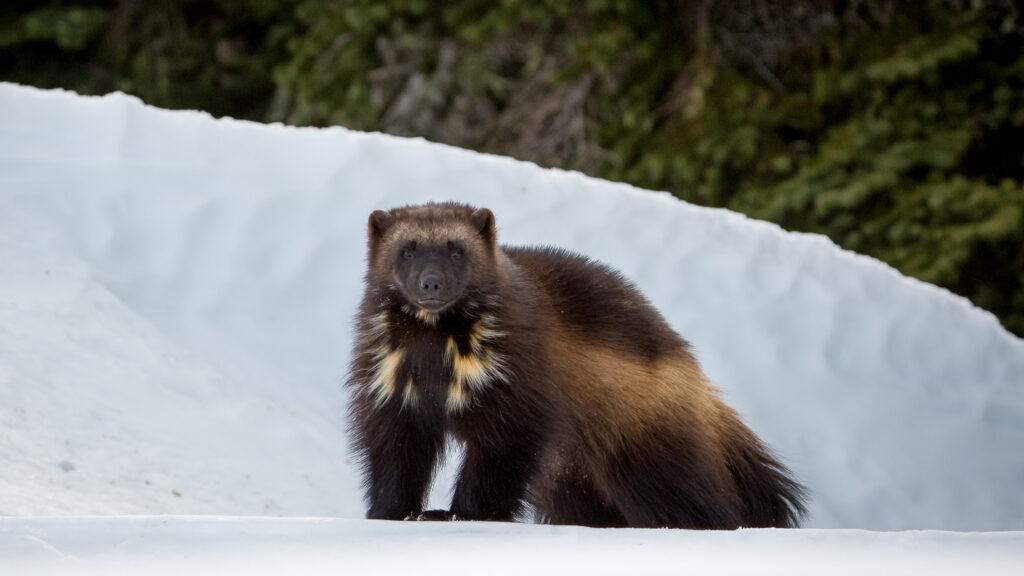 Meet Oregon’s Wild Wolverines - Travel Oregon