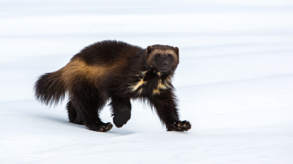 Meet Oregon’s Wild Wolverines - Travel Oregon
