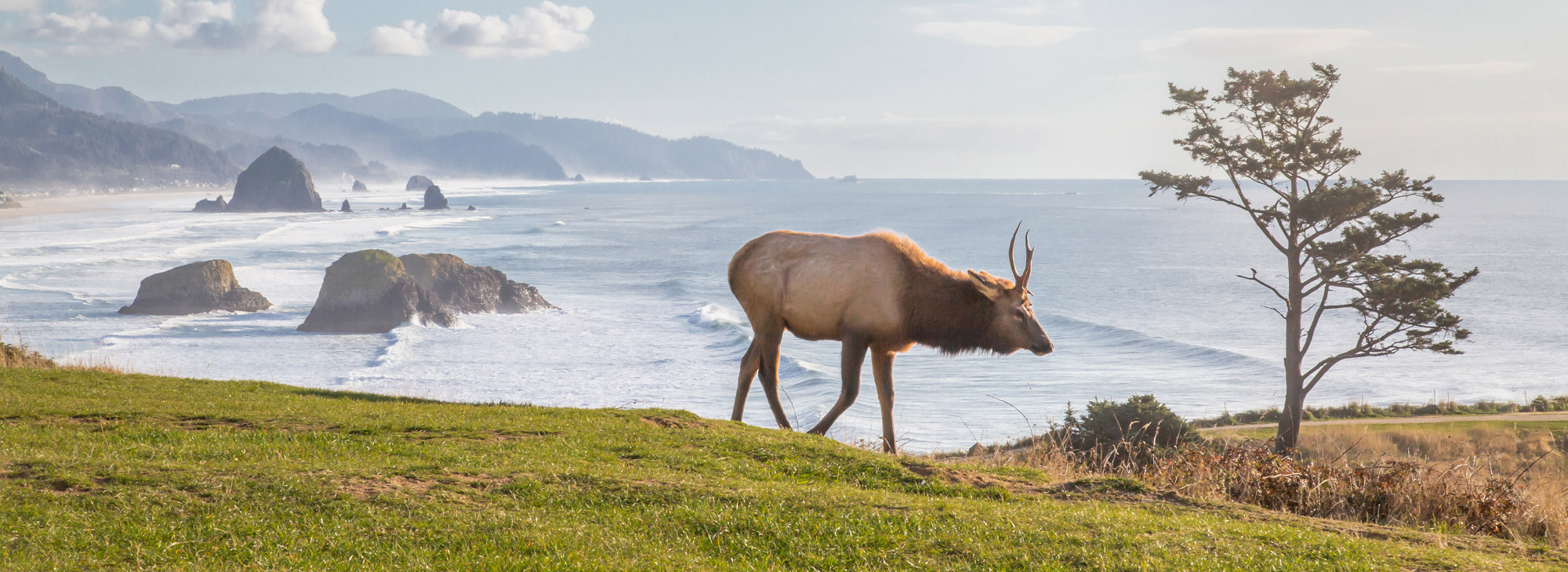 How to Watch Elk Along the Oregon Coast - Travel Oregon