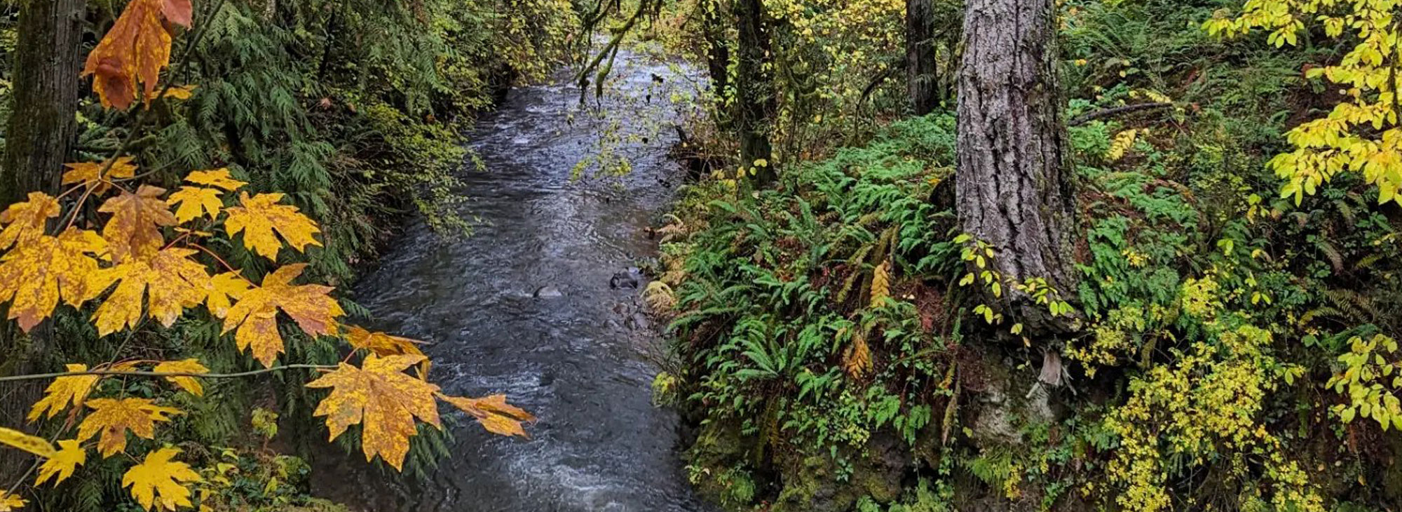 Meet the Oregon Maple Tree - Travel Oregon