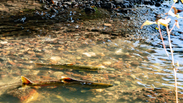 Fall Salmon Spawning Hikes on the Rogue River - Travel Oregon