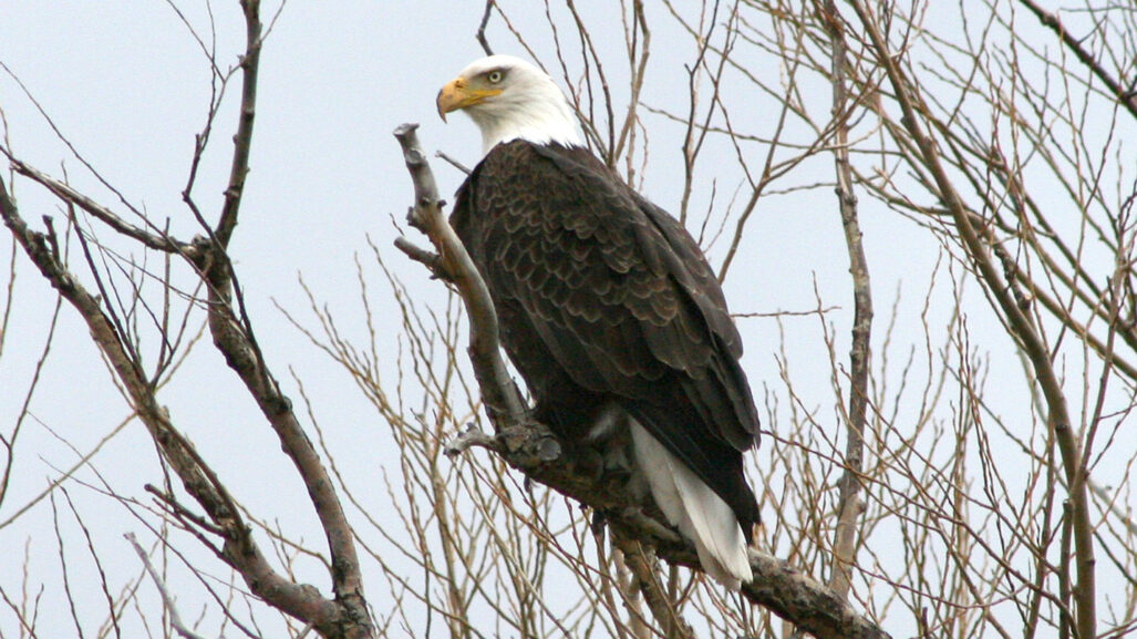 Birding at Rest Stops in Oregon - Travel Oregon