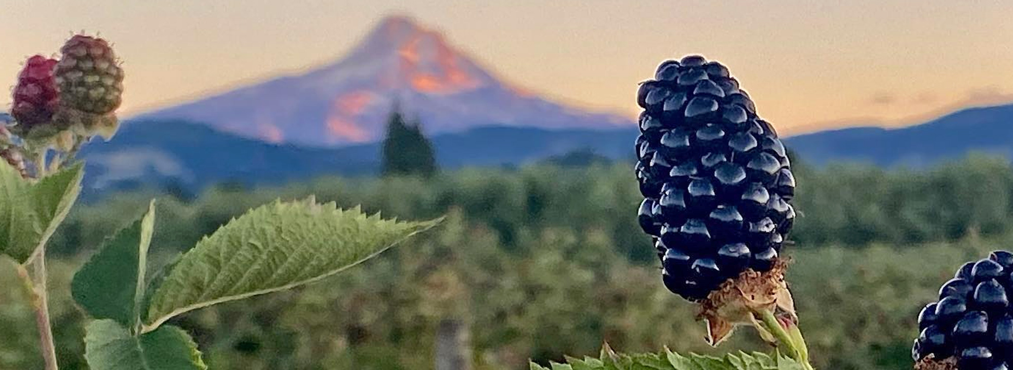 Summer Berry Picking in the Columbia River Gorge - Travel Oregon
