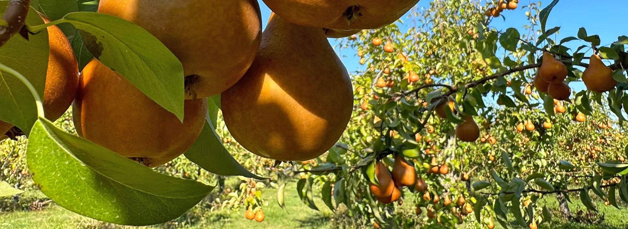 Meet Oregon’s State Fruit, the Pear - Travel Oregon
