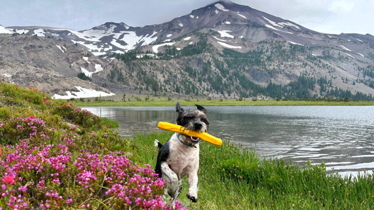 A Dog’s Guide to Trails in Central Oregon - Travel Oregon